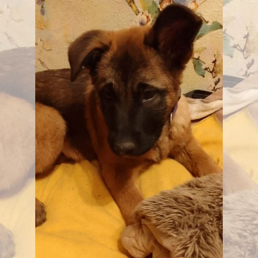 Щенок бельгийская овчарка