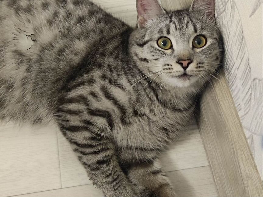 Котик