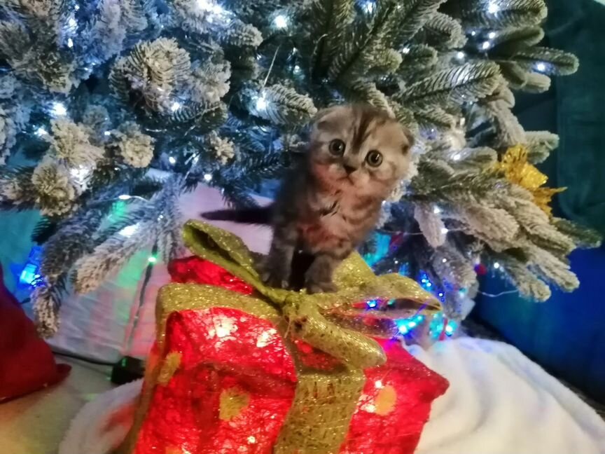 Шотландские котята