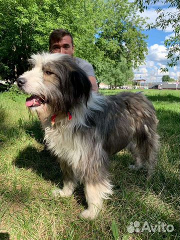 Шикарный пёс в поисках дома