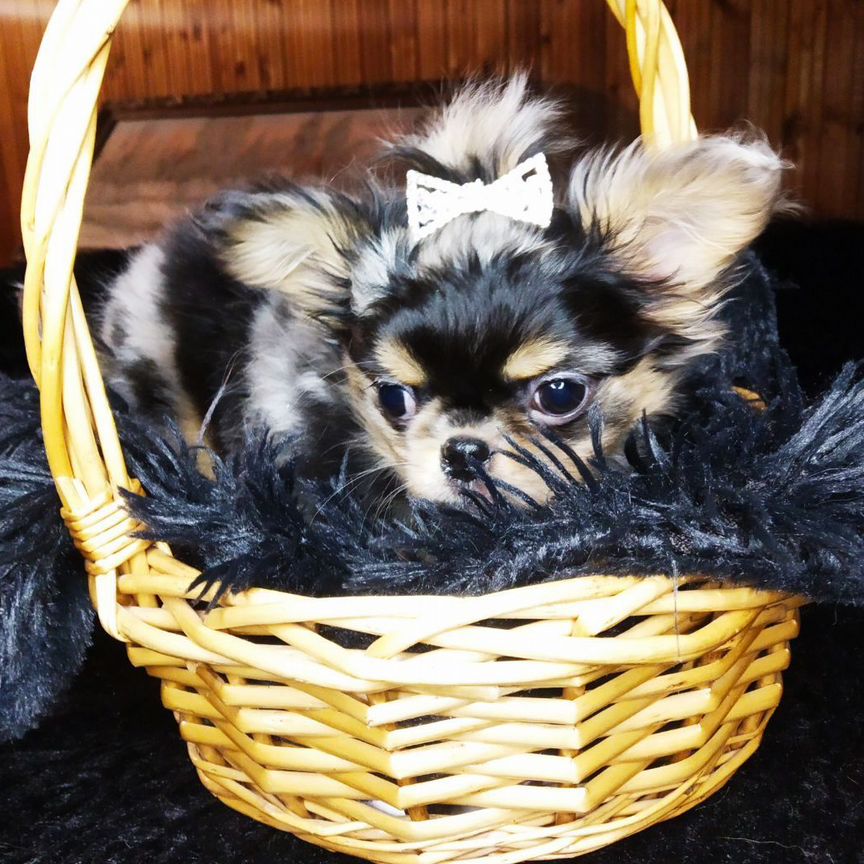 Чихуахуа, щенок