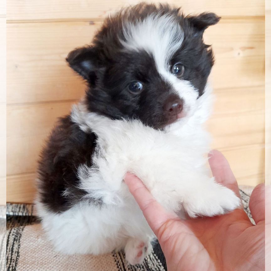 Немецкий шпиц, щенок