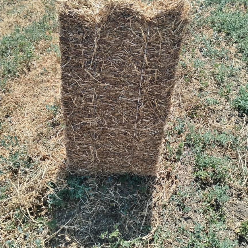 Солома в тюках гороховая