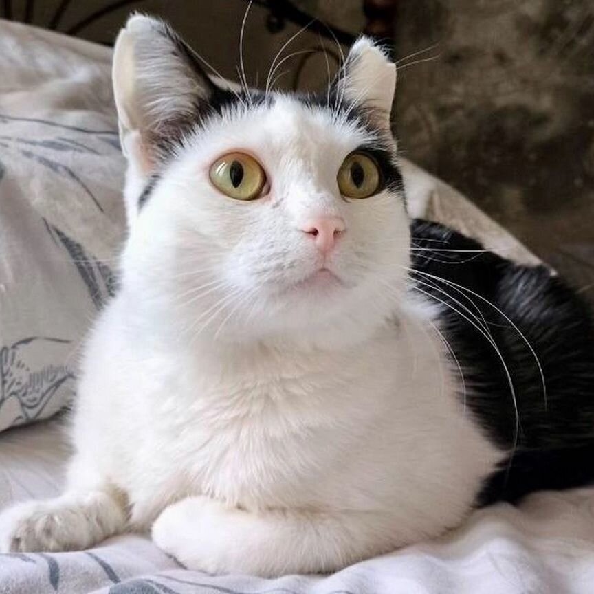 Взрослая кошка от частного владельца