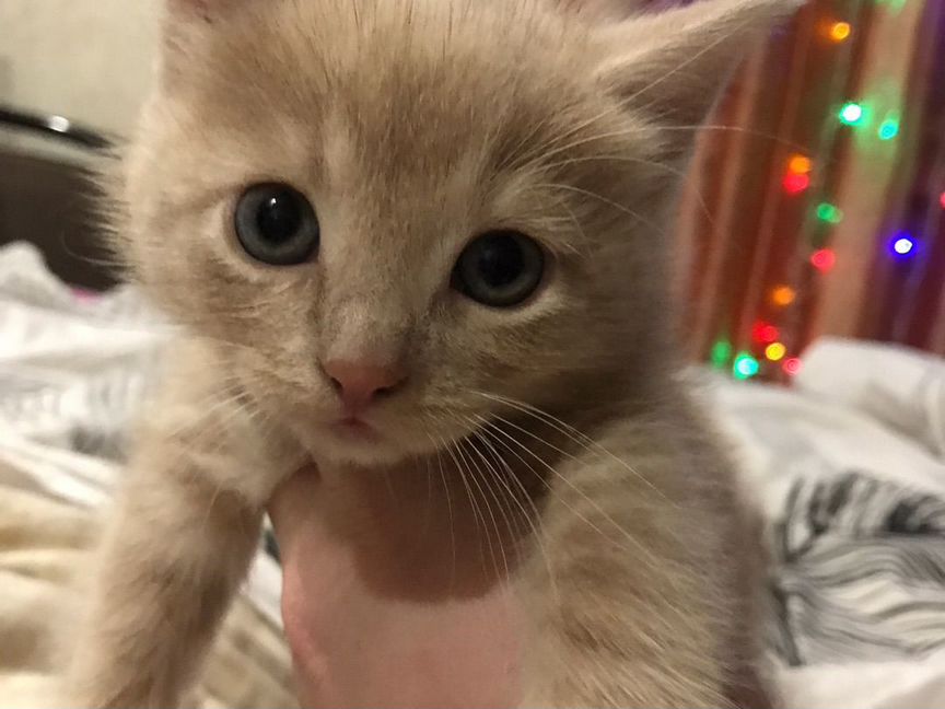 Котята в добрые руки