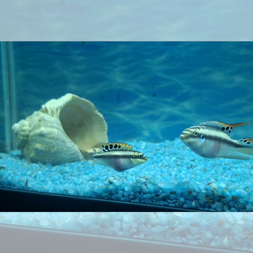 Пельвикахромис пульхер аквариумные рыбки 10шт