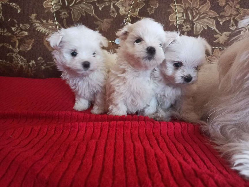 Мини мальтезе