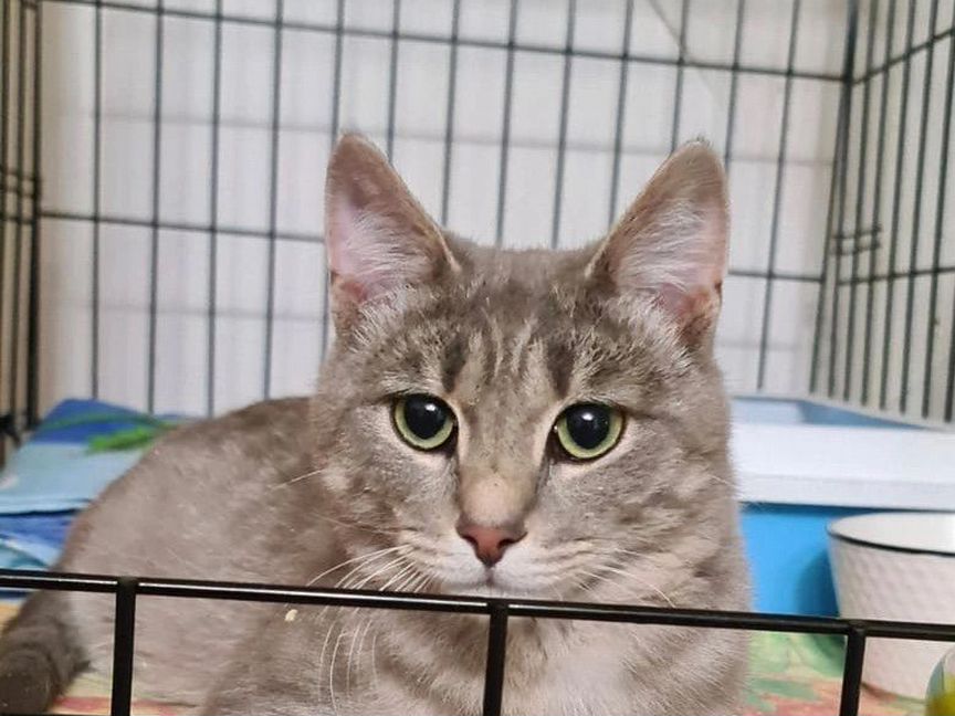 Молодой котик ищет дом