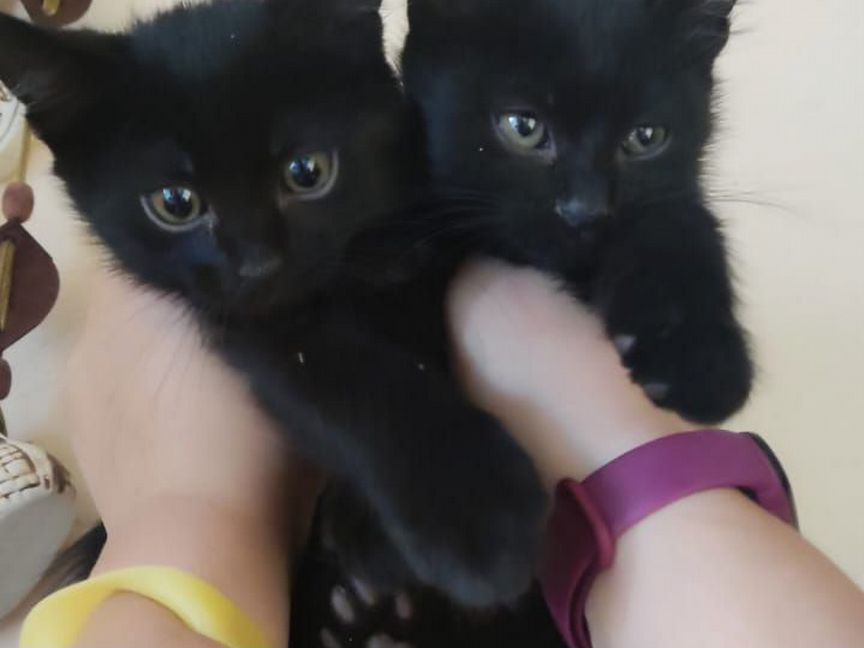 Котята 2 мальчика 1 девочка
