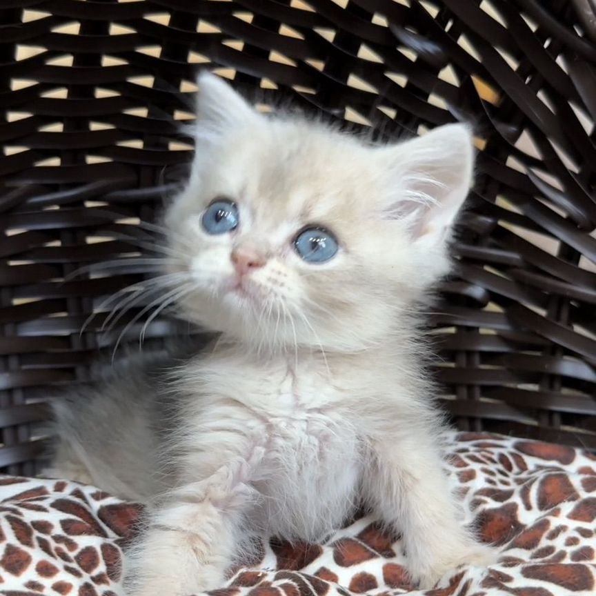 Британские котята