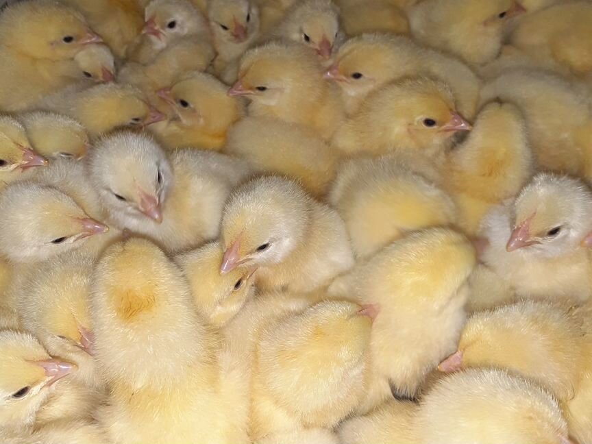 Цыплята бройлеры, индюшата