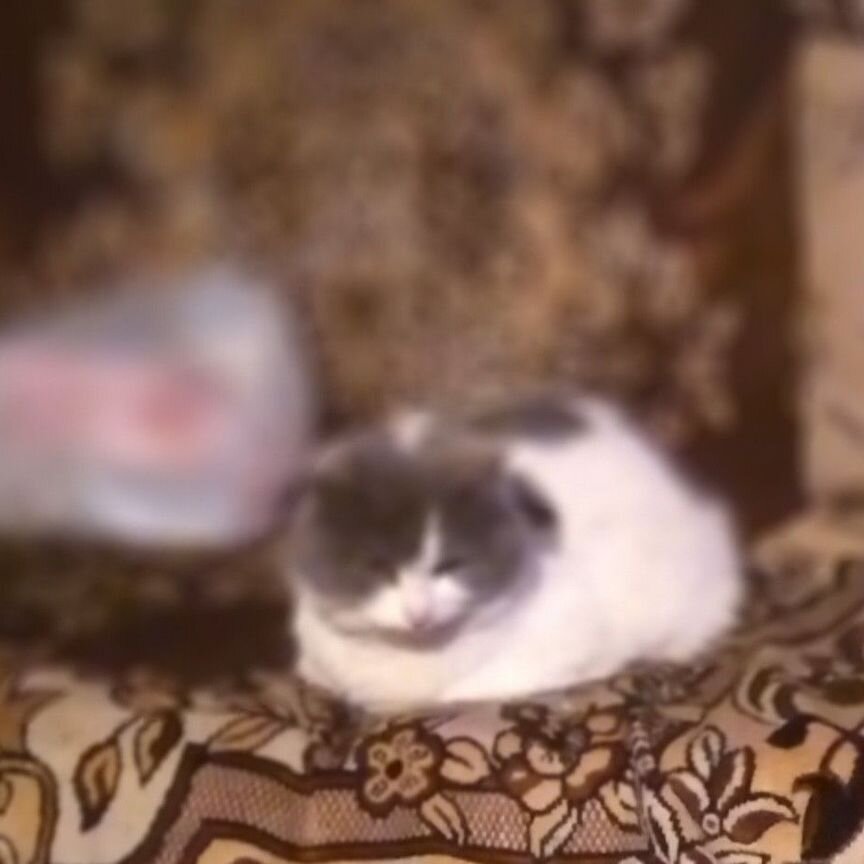 Взрослая, Девочка кошка в добрые руки