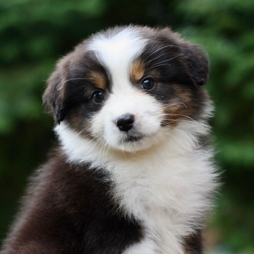 Щенки Австралийской Овчарки