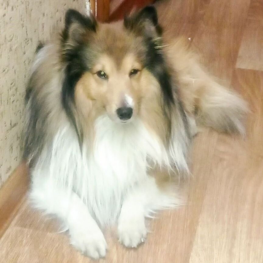 Шелти мальчик 5 лет вязка