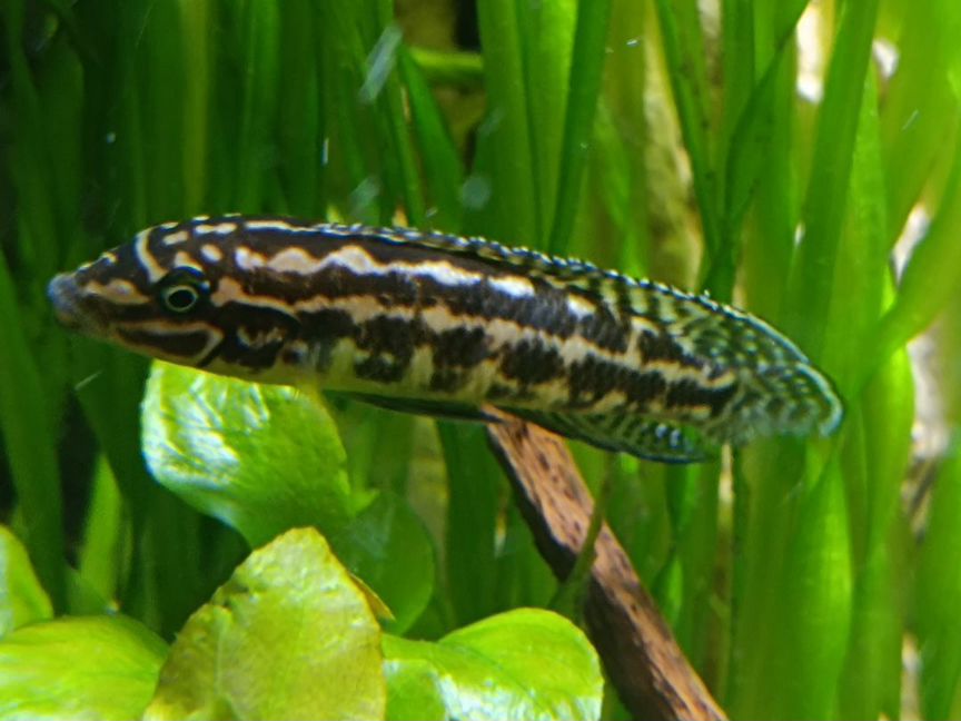 Юлидохромис Марлиери