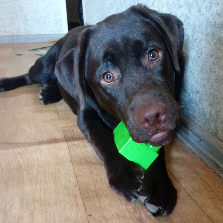 Лабрадор-ретривер, щенок