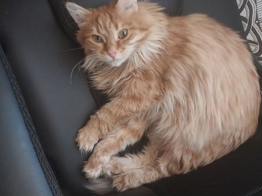 Кошечке Алисе нужен дом