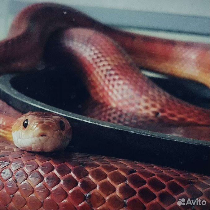 Змея маисовый полоз с террариумом