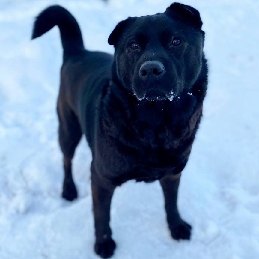 Взрослый пёс в добрые руки