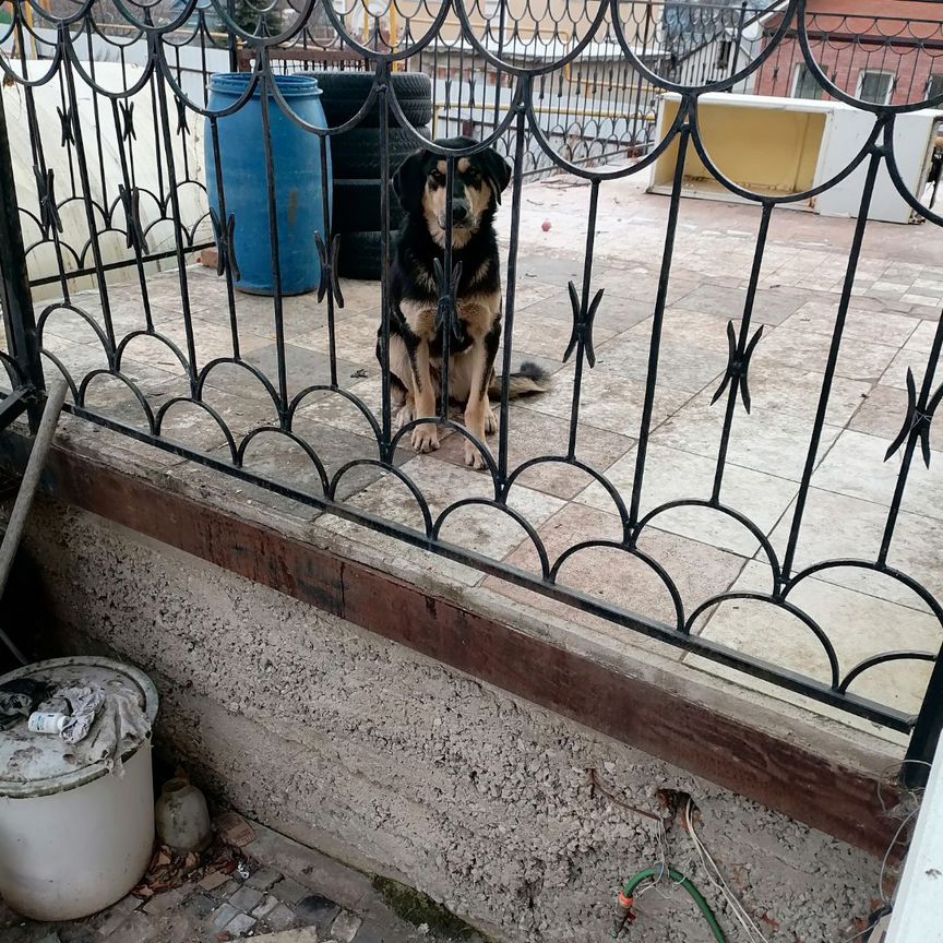 Собака в добрые руки отдам бесплатно