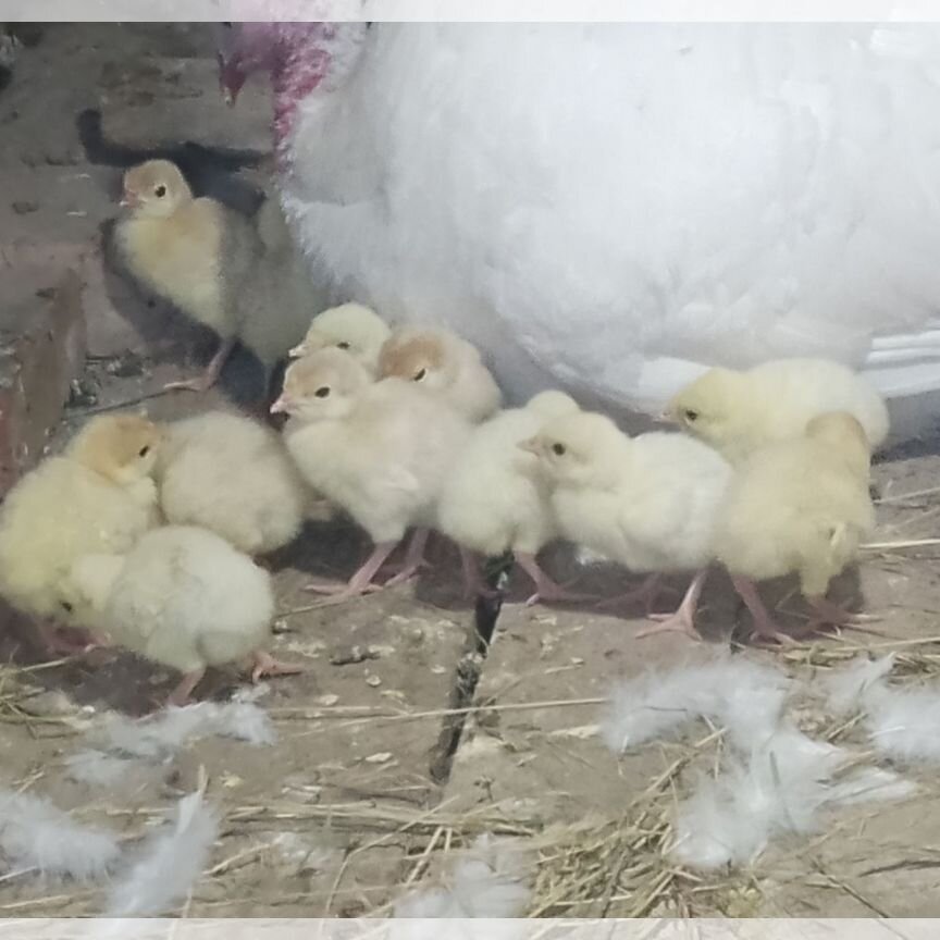 Индюшка с индюшатами