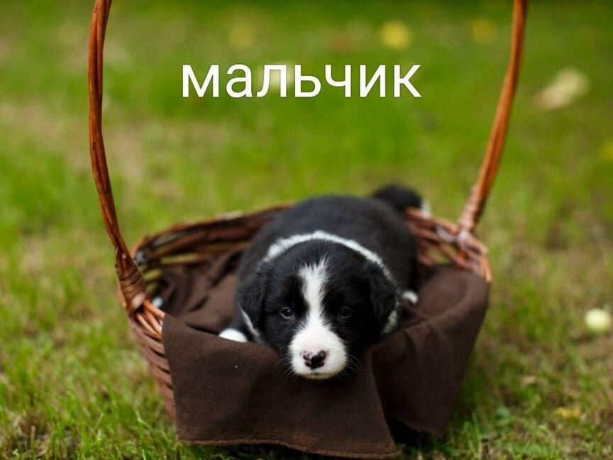 Продажа щенков