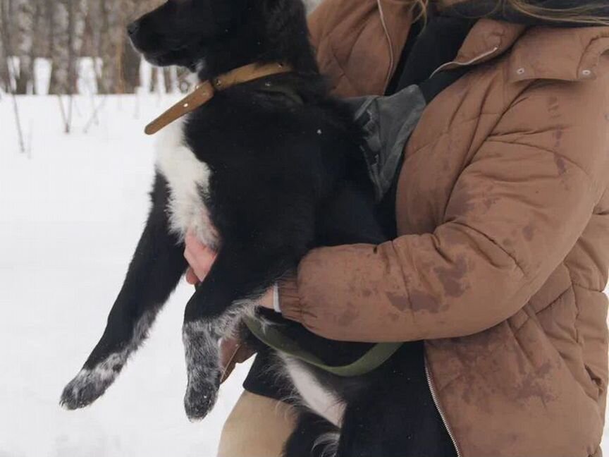 Щенок из приюта