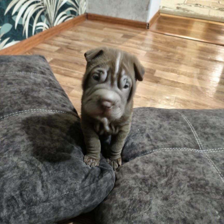 Шарпей мальчик