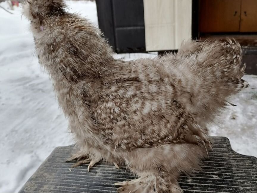 Шелковые, павловские