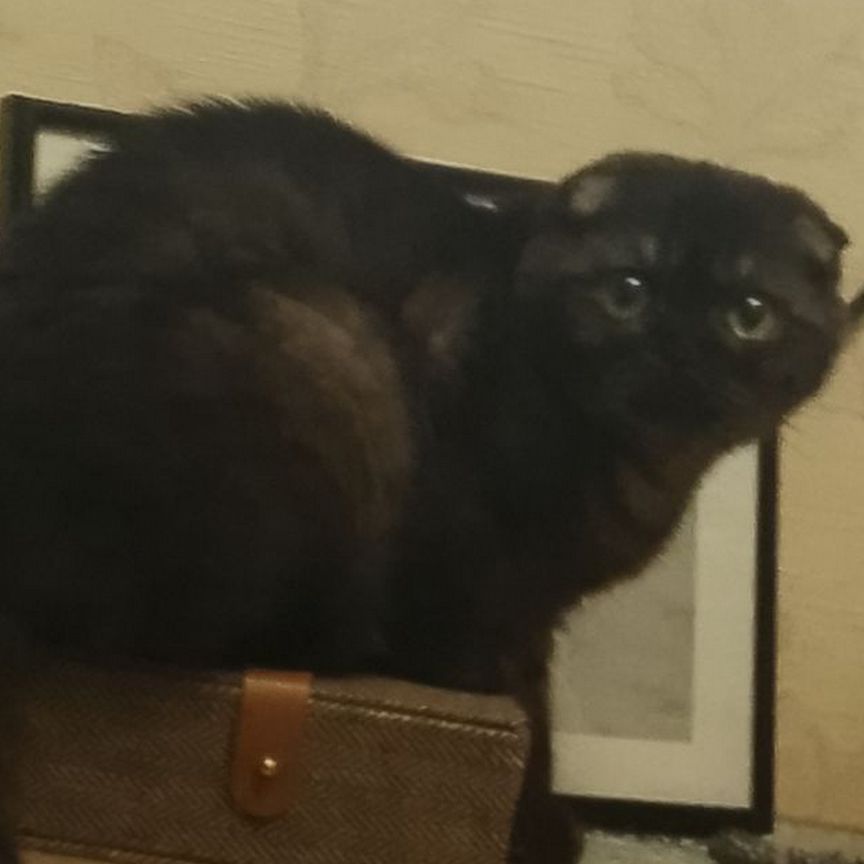 Шотландский вислоухий короткошёрстный котёнок