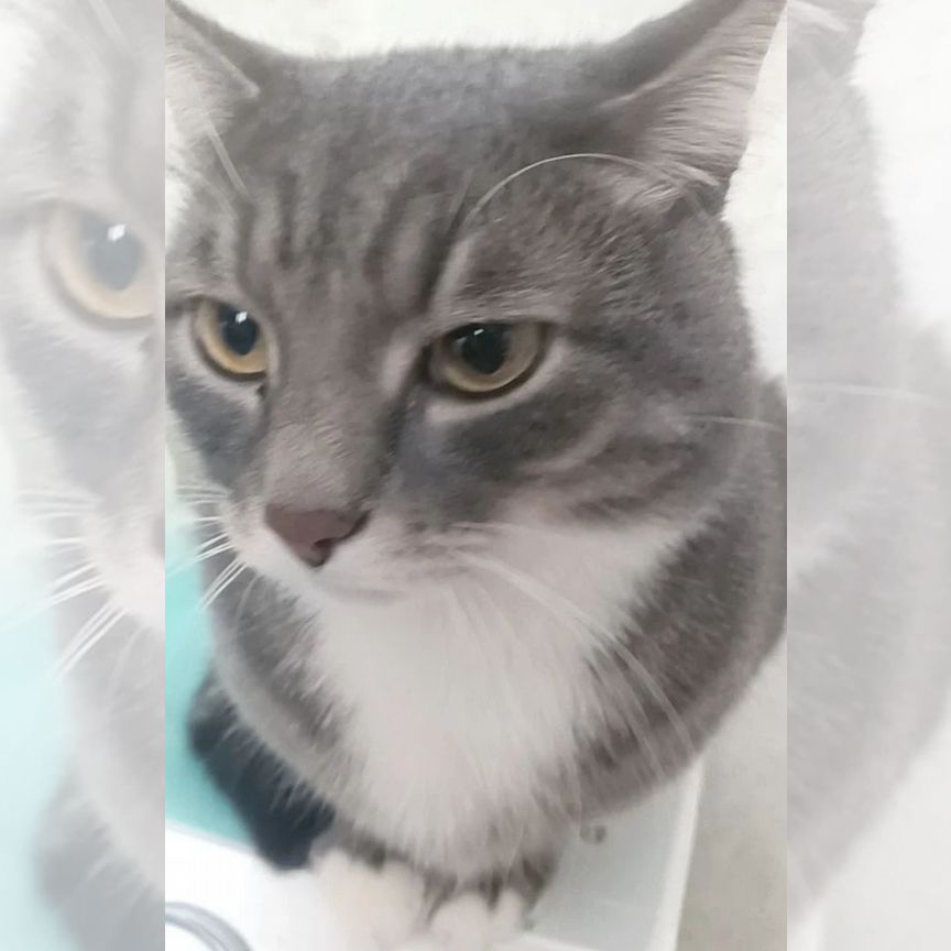 Взрослый кот в добрые руки