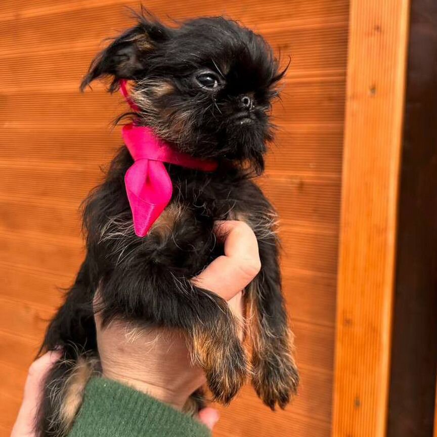 Брюссельский гриффон, щенок