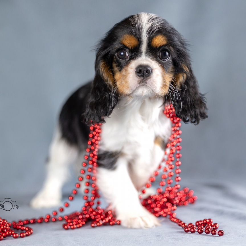 Сказочная красотка кавалер кинг чарльз спаниель