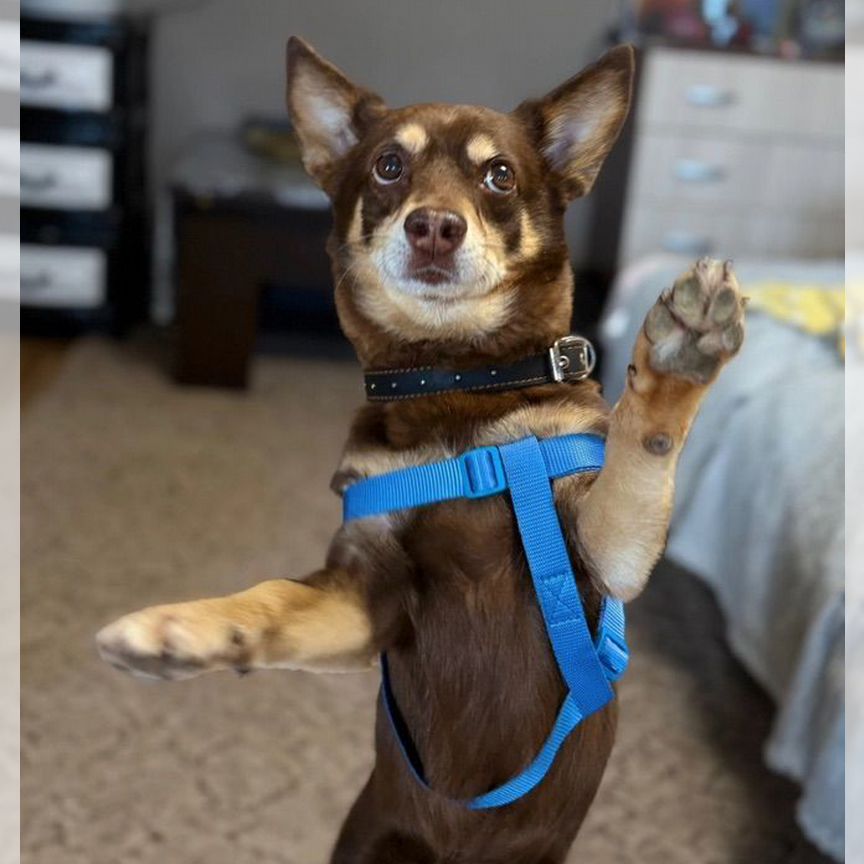 Чихуахуа, взрослый пёс