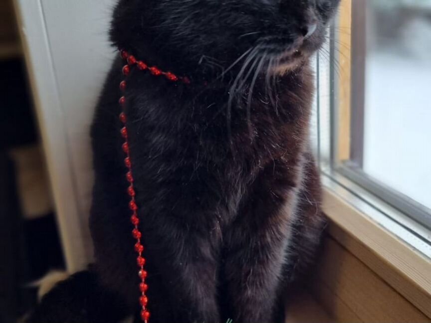 Скотиш фолд ищет дом