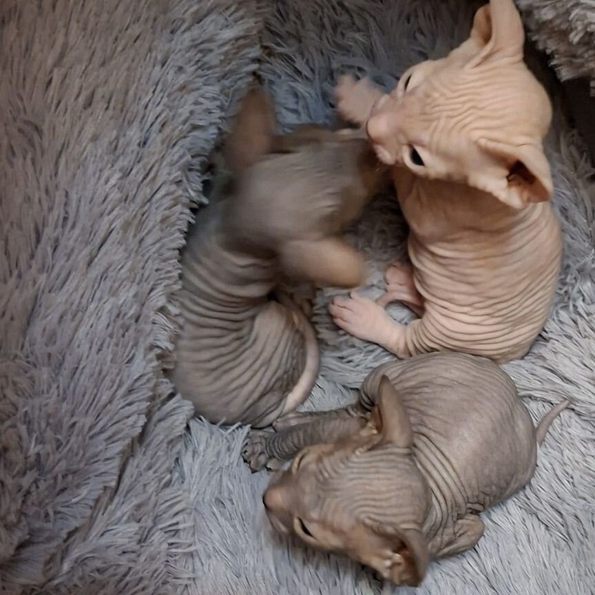 Донской сфинкс котёнок