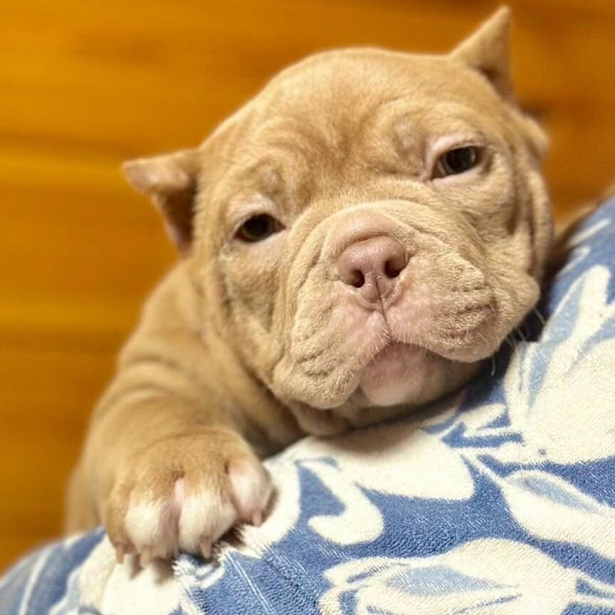 Американский булли, щенок