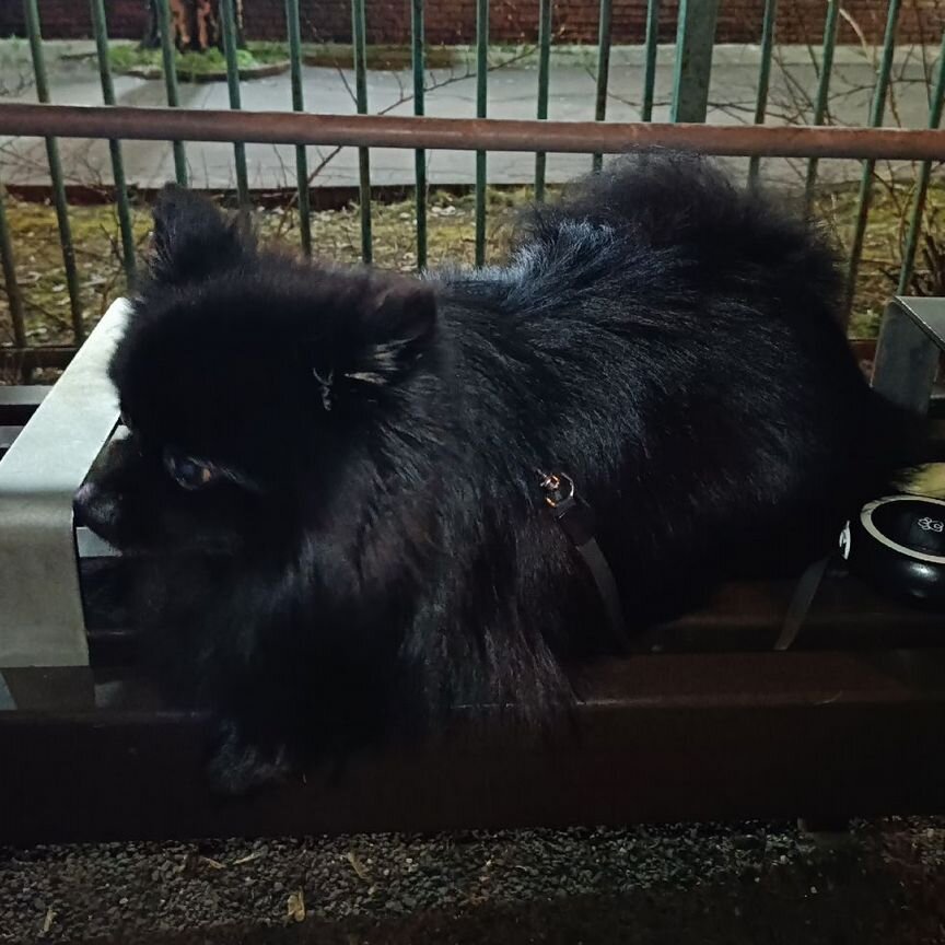 Немецкий шпиц, взрослый пёс