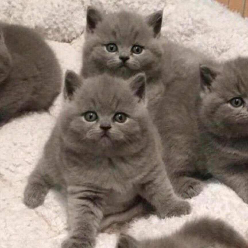 Британские котята