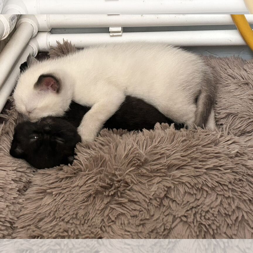 Котята
