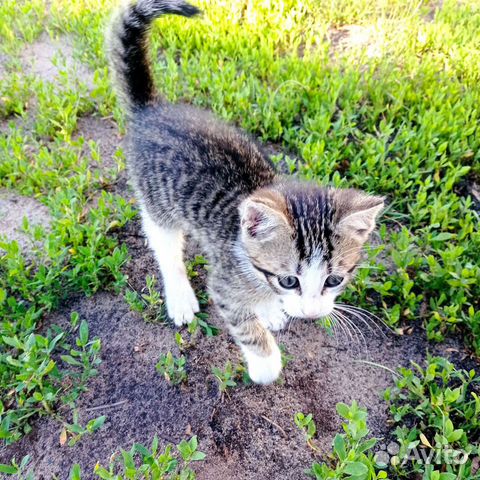 Европейская кошка