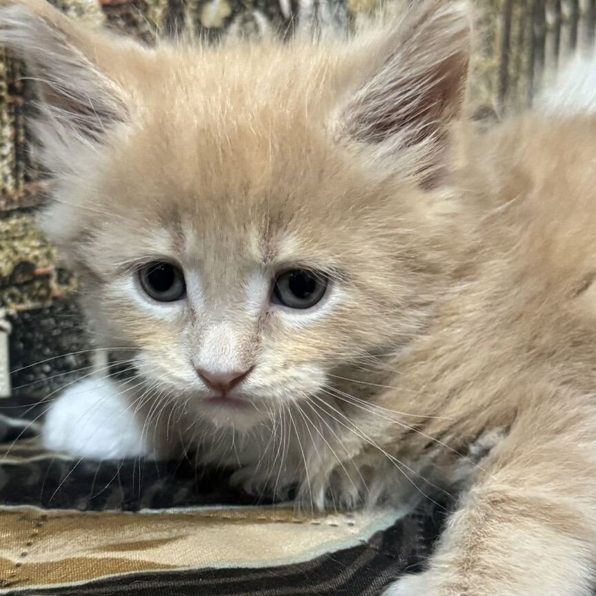 Мейн-кун котёнок