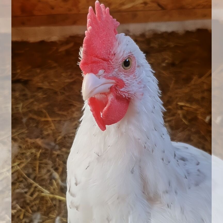 Молодые петухи порода Пушкинская