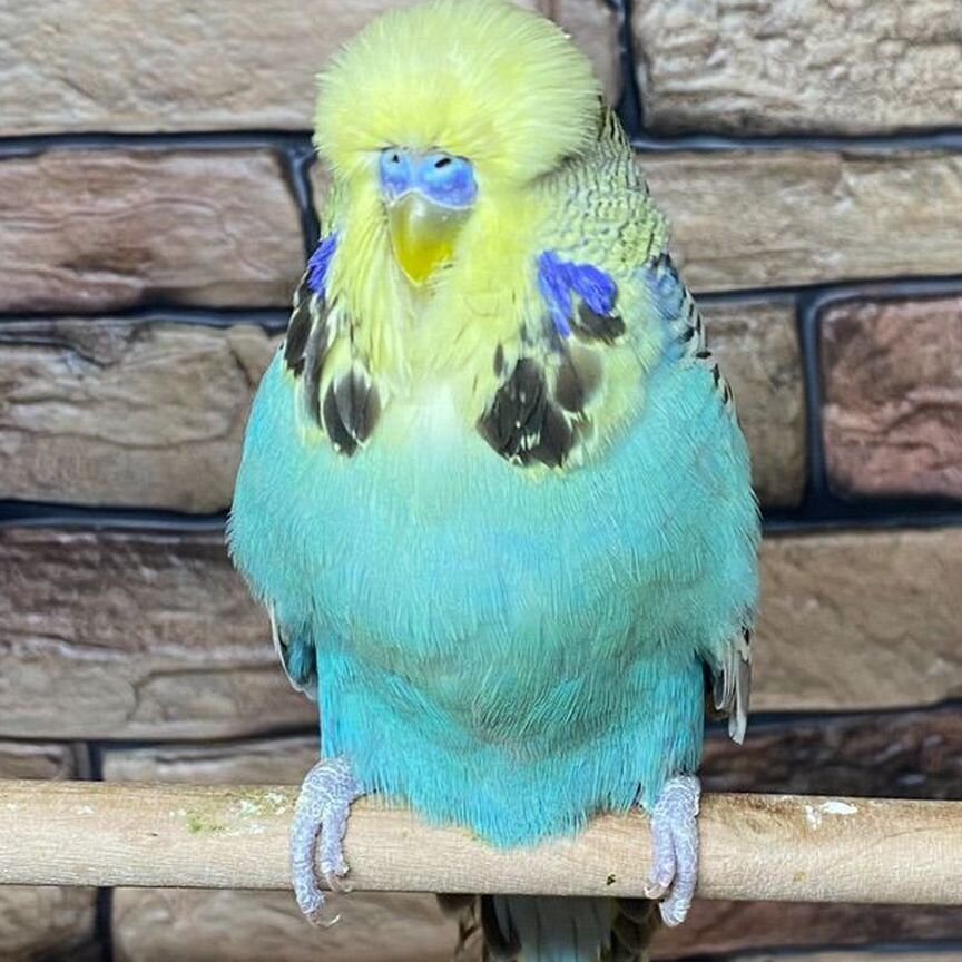 Попугай ввп. Чехи самцы