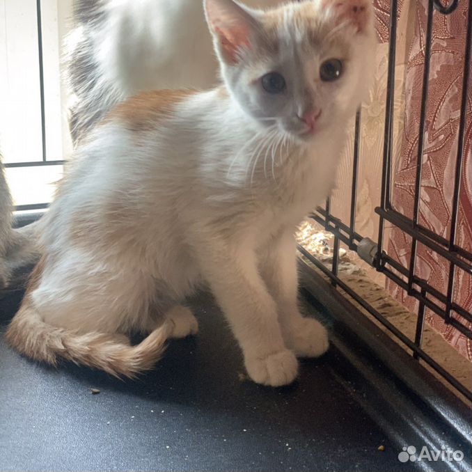 Котёнок подарите дом