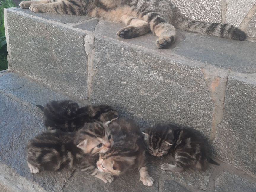 Шотландские прямоухие котята