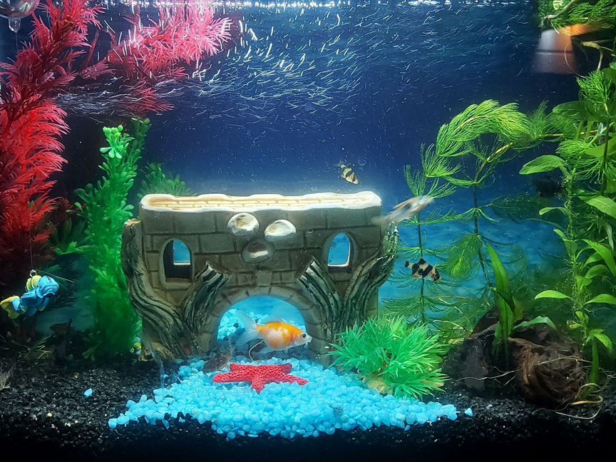 Аквариум + всё необходимое