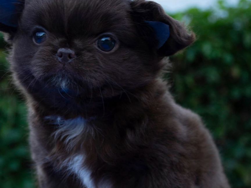 Чихуахуа девочка шоколадка