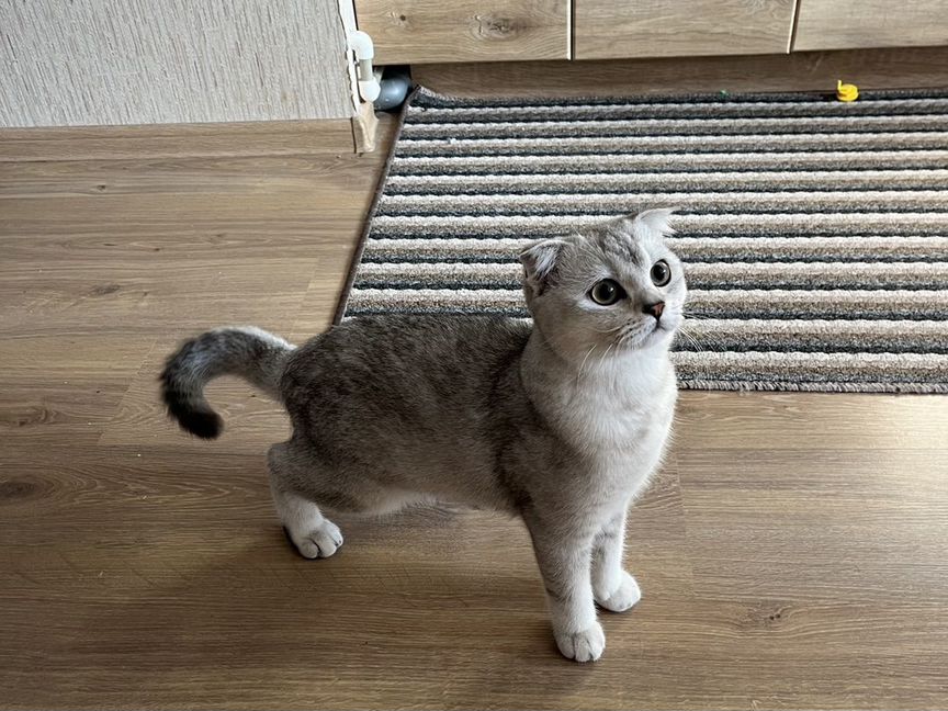 Шотландский кот вязка