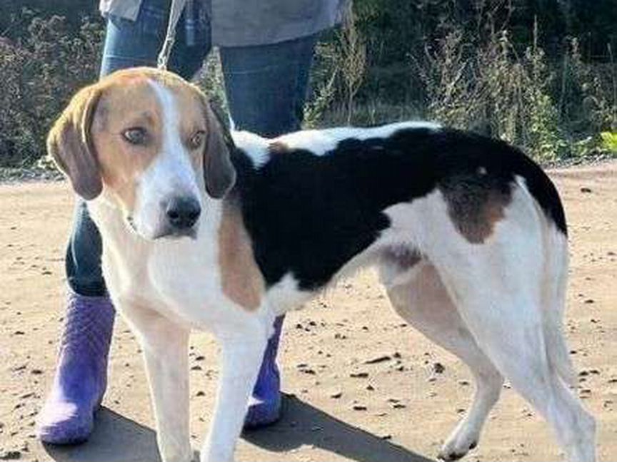 Шикарный гончий пес ищет дом в добрые руки